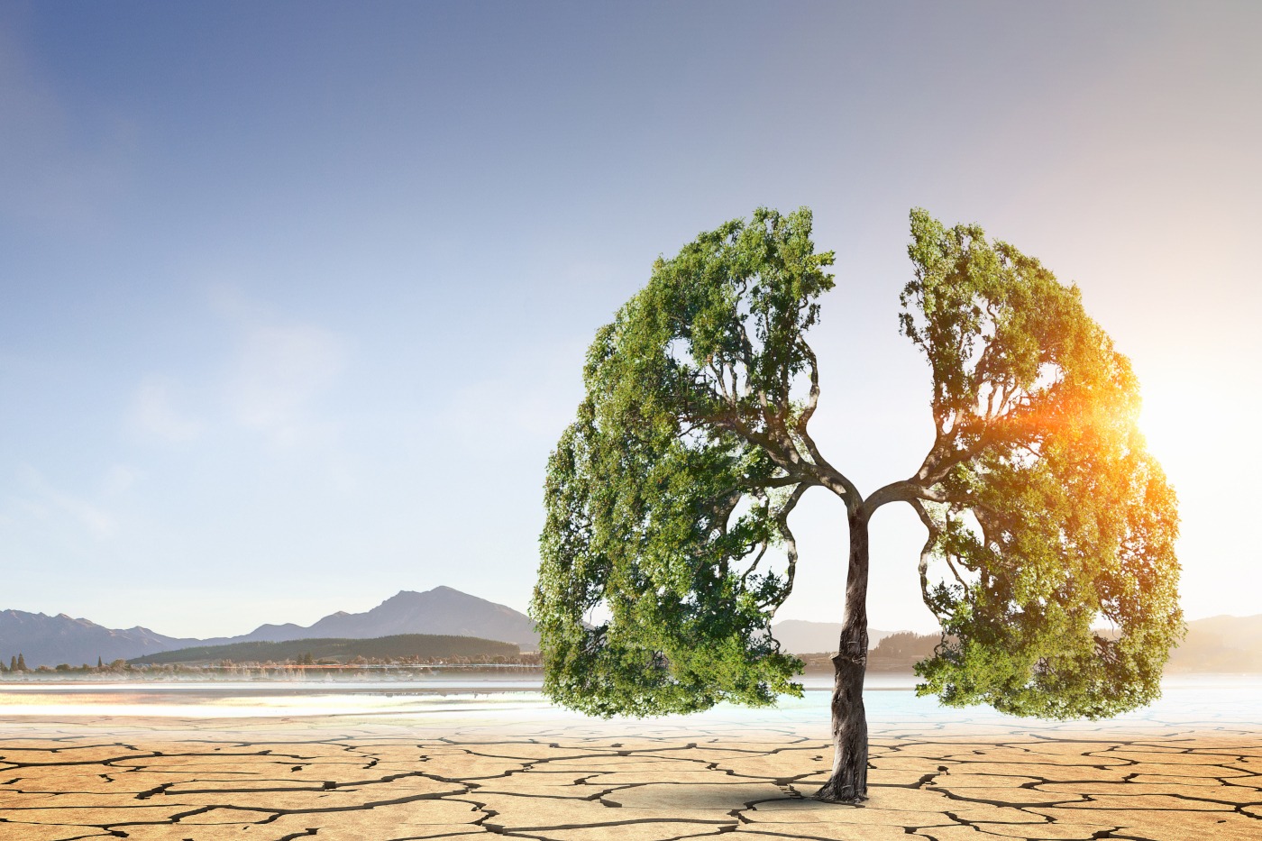 Supliment pentru plamani sanatosi : curatare, regenerare si detoxifiere